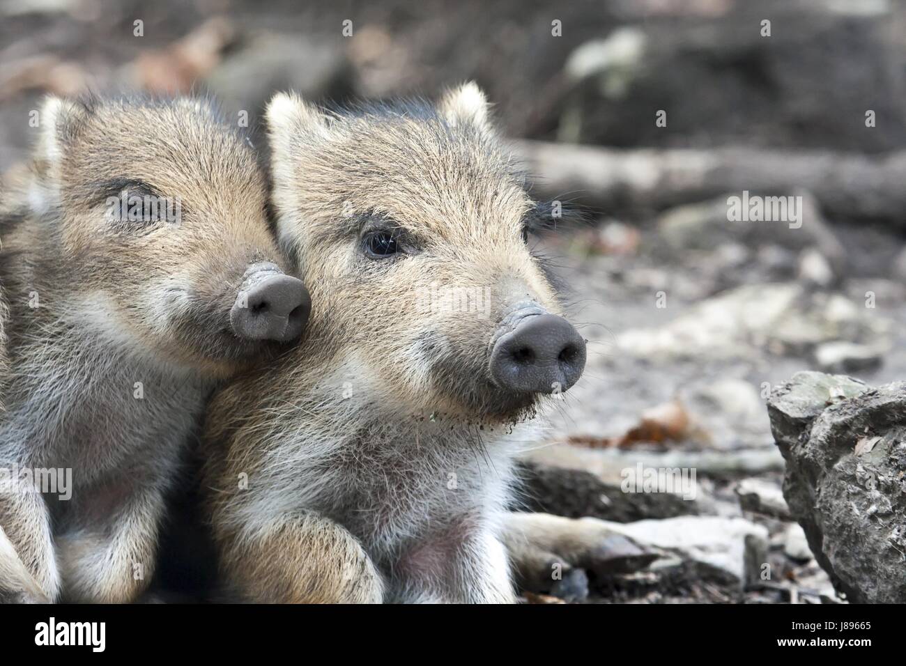 offspring, boars, cute, animal child, offspring, camouflage, piglet ...