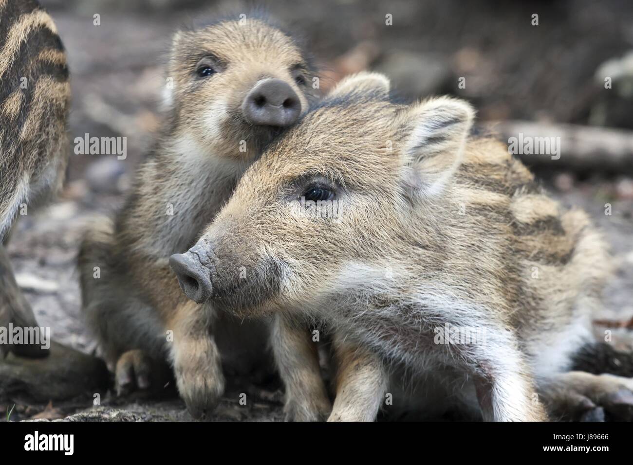offspring, boars, cute, animal child, offspring, camouflage, piglet ...