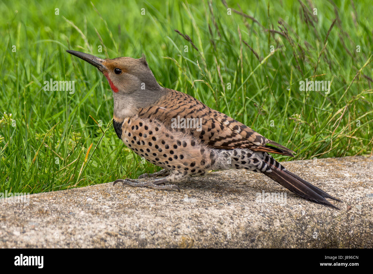 A male Northern Flicker looking for grubs at Stanley Park Stock Photo ...