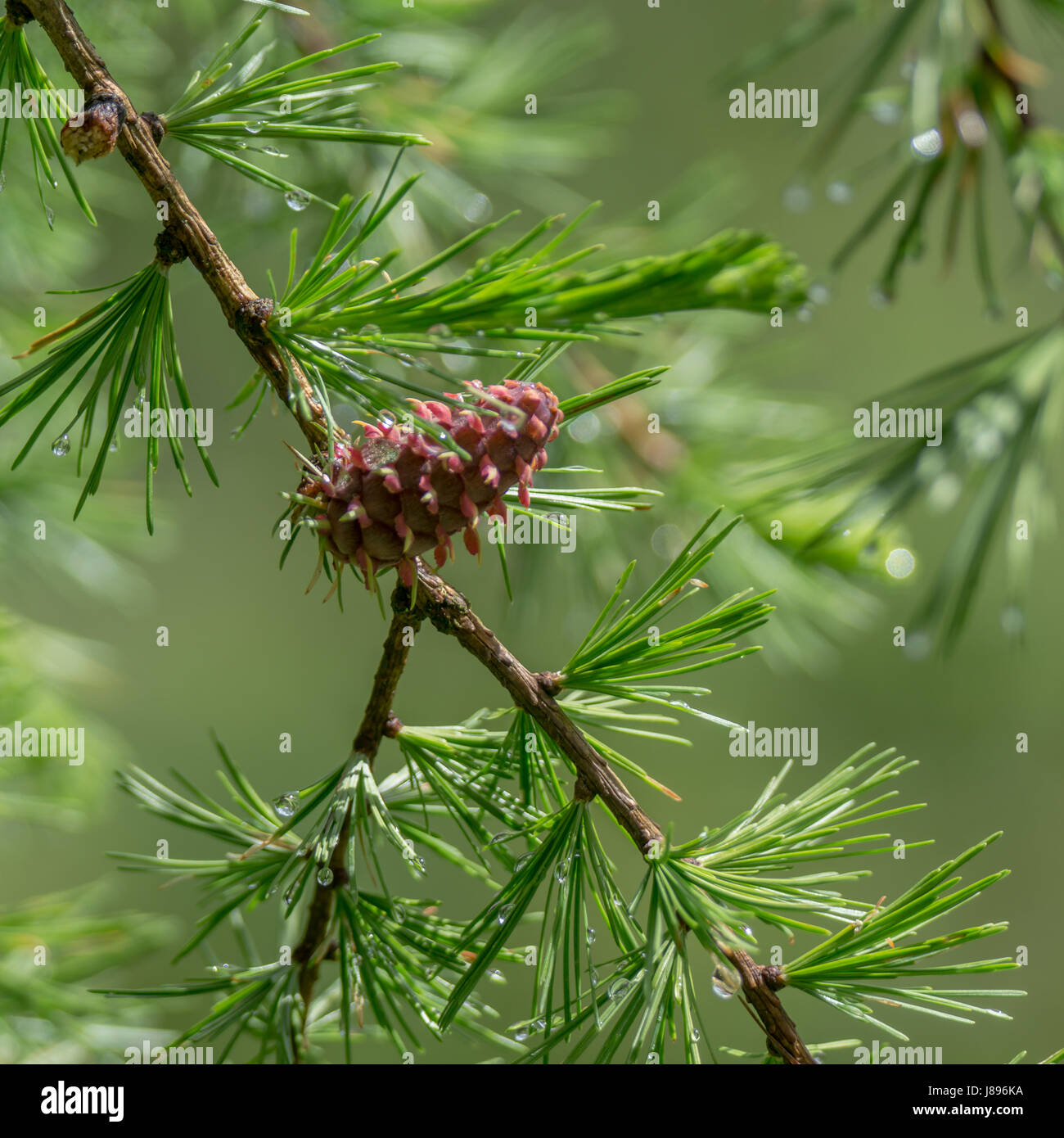 Tamarack Pine High Resolution Stock Photography and Images - Alamy