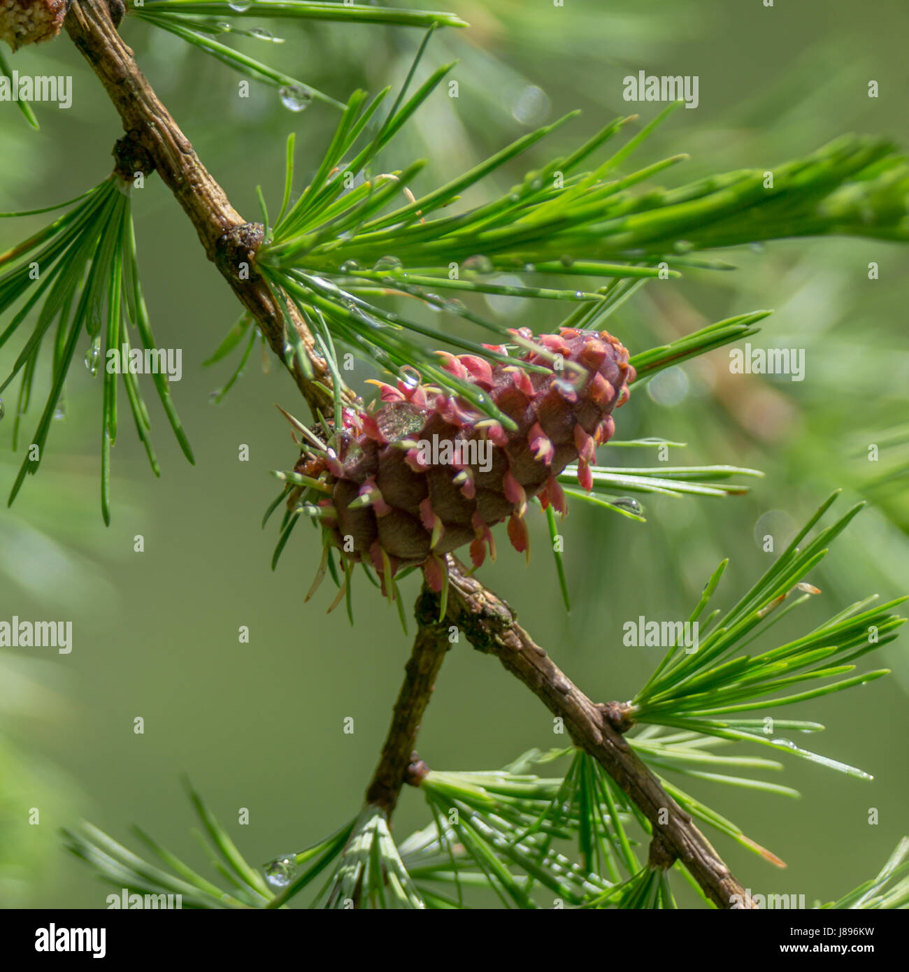 The immature cone of a Western Tamarack. At Stanley Park Stock Photo ...
