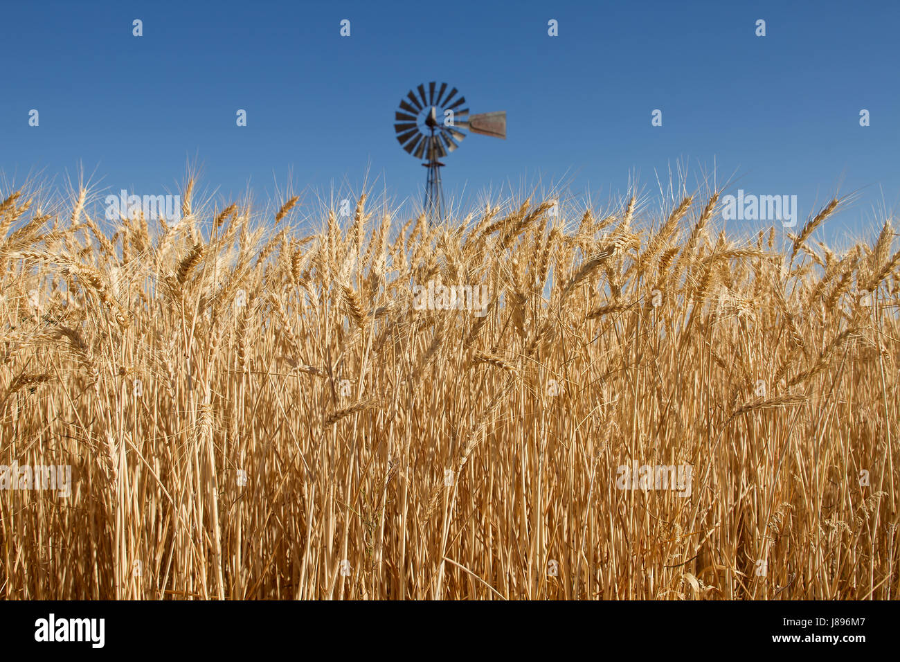 field, grain, wheat, windmill, farm, land, whole, realty, ground ...