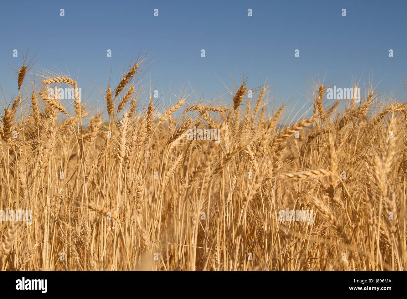agriculture, farming, field, grain, wheat, whole, meadow, grass, lawn ...