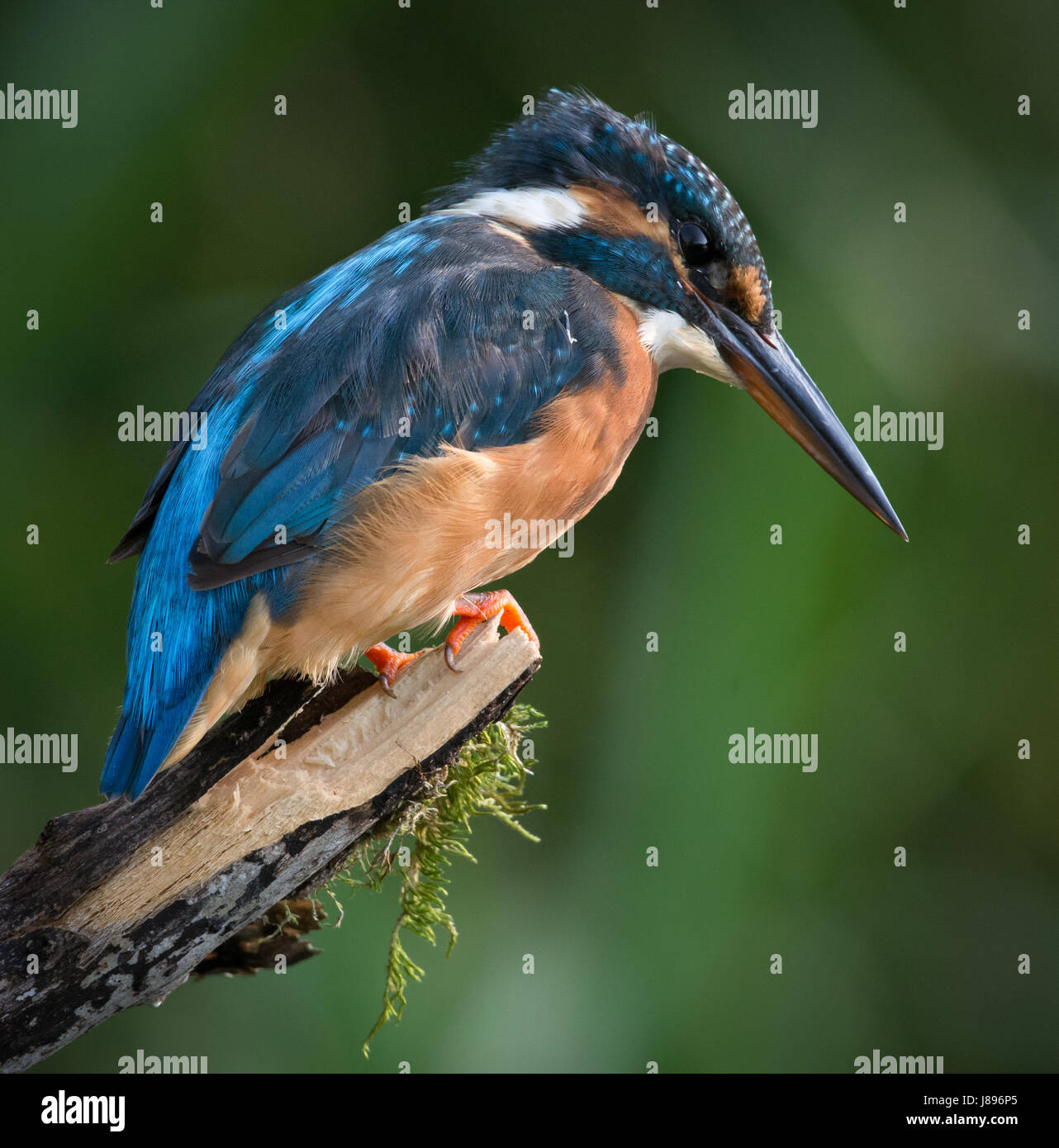 Kingfisher water hi-res stock photography and images - Alamy