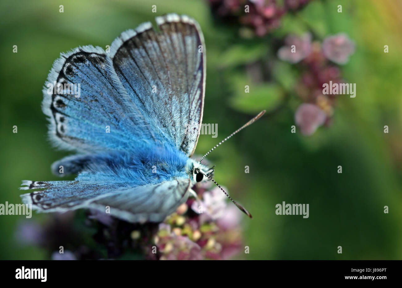 blue, wing, azure, blue, macro, close-up, macro admission, close up ...