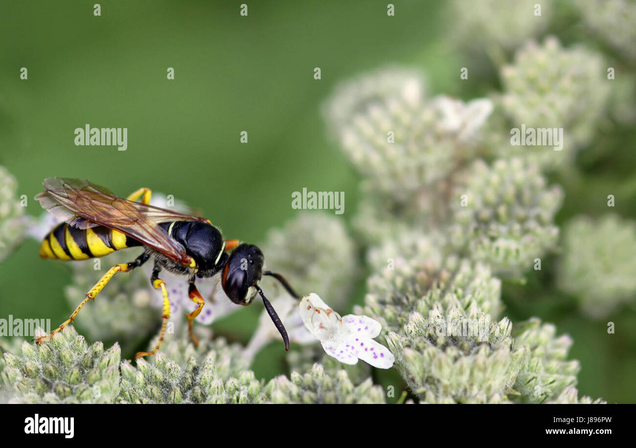 Triangulum hi-res stock photography and images - Alamy