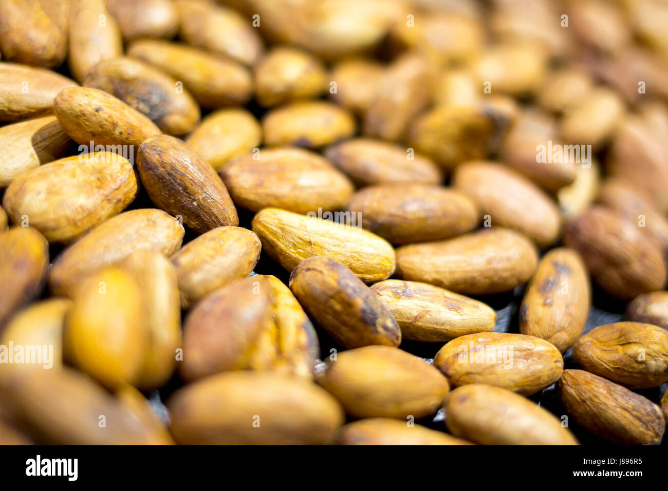 The cocoa bean (cacao bean) is the dried and fully fermented seed of ...