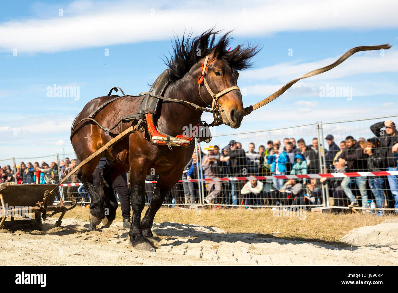 Horses and their owners participate in a heavy pull tournament. The ...