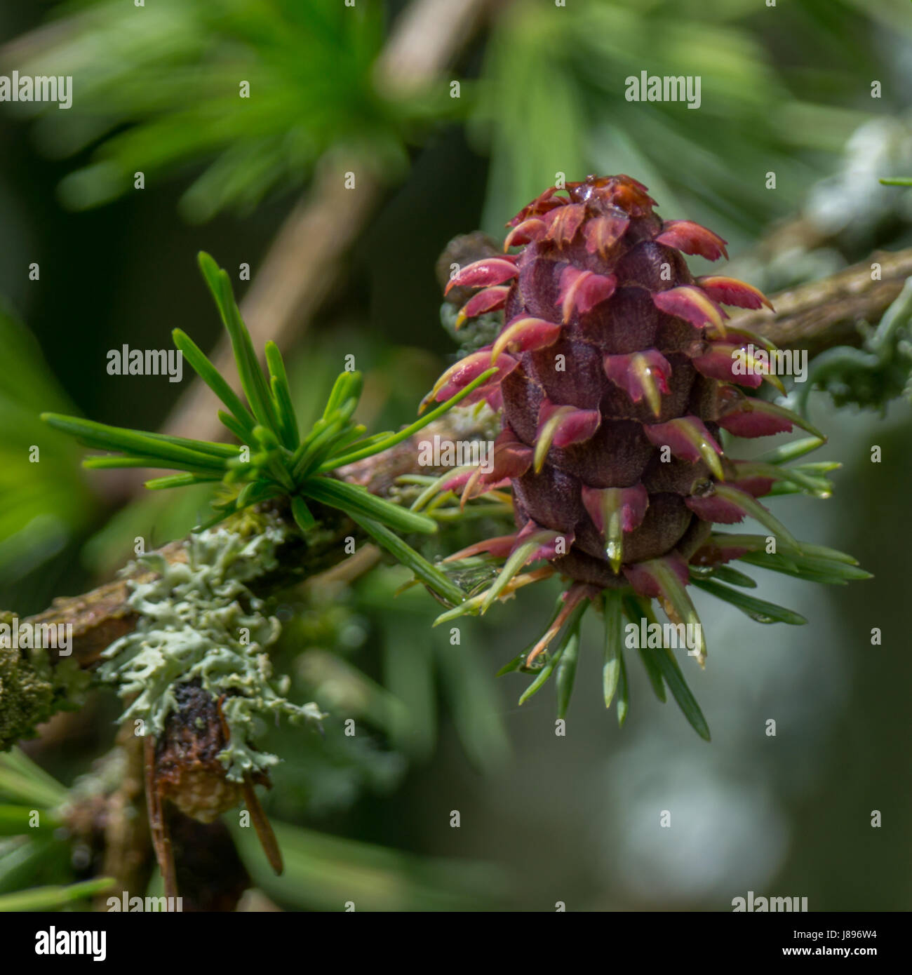 Tamarack Pine High Resolution Stock Photography and Images - Alamy