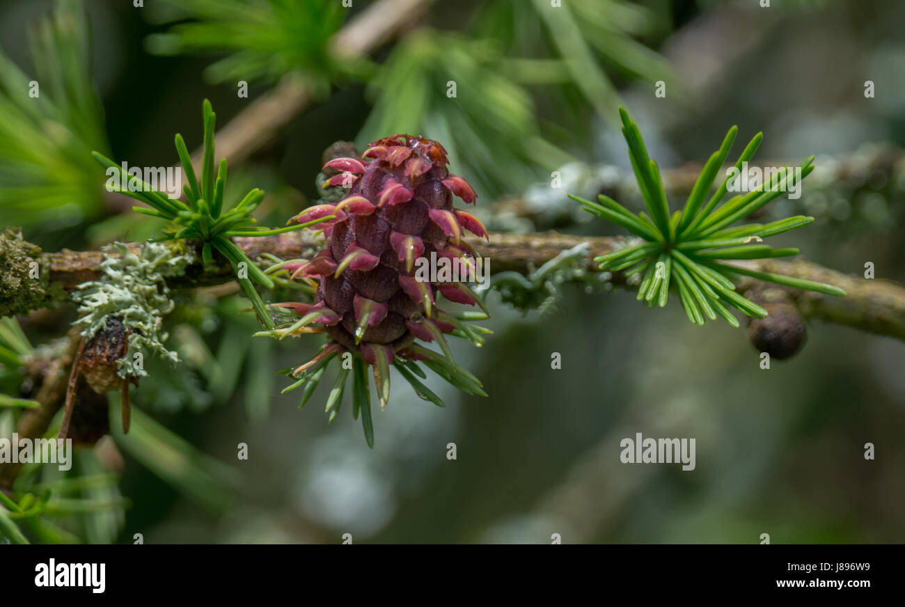 Tamarack Pine High Resolution Stock Photography and Images - Alamy
