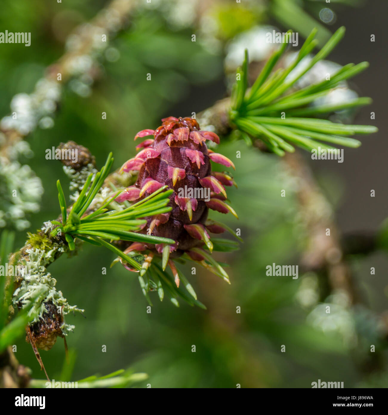Tamarack pine hi-res stock photography and images - Alamy
