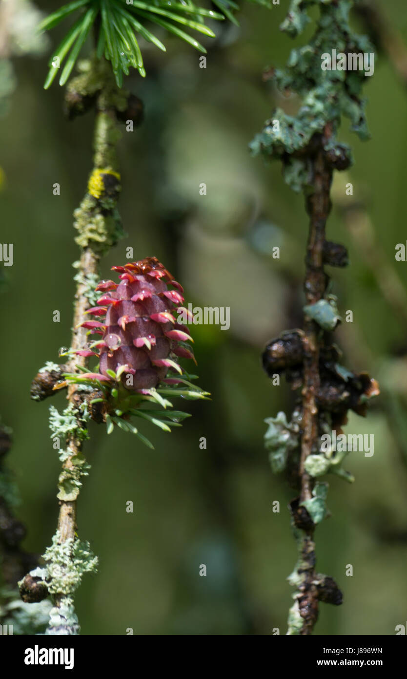 Tamarack Pine High Resolution Stock Photography and Images - Alamy