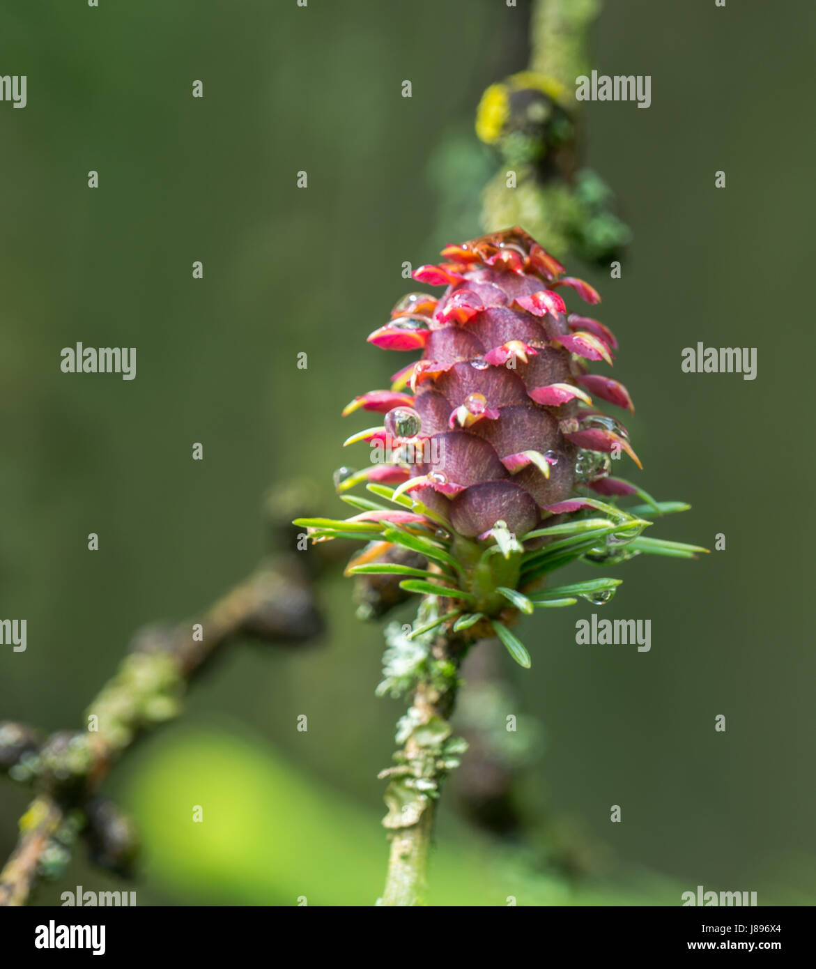 Tamarack Pine High Resolution Stock Photography and Images - Alamy