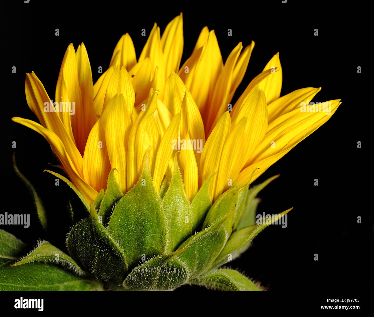 gold yellow lights Stock Photo - Alamy