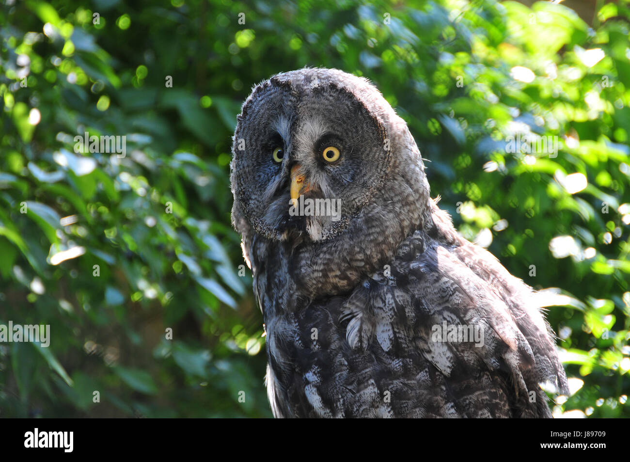 bird, conservation of nature, watchful, birds, raptor, owl, forest ...