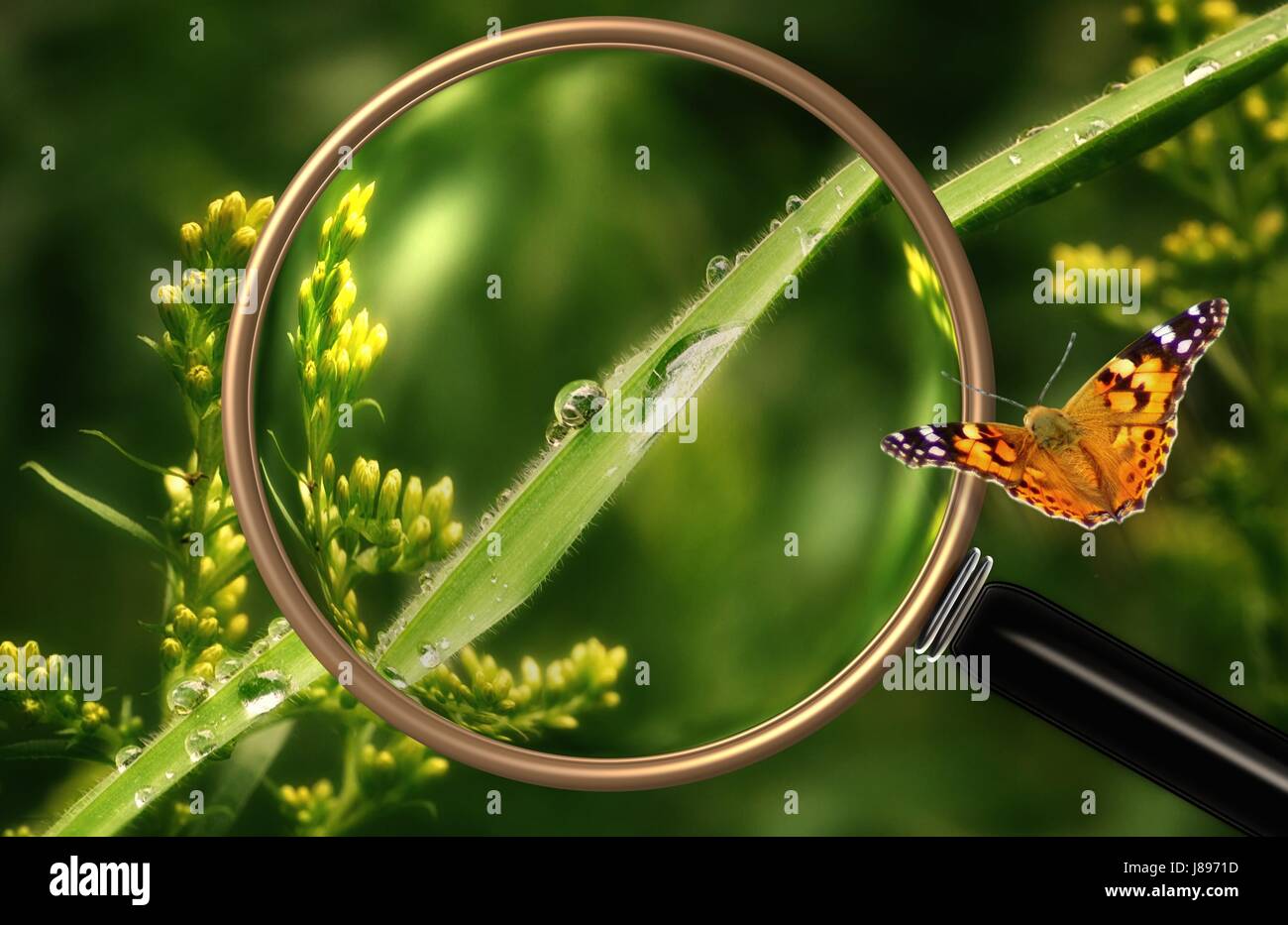 butterfly looking through the magnifying glass on the water drops Stock ...