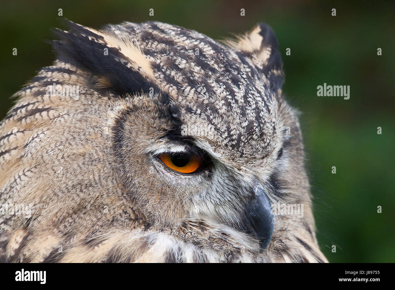 bird, portrait, eye, organ, birds, eyes, nature, head, animal, bird ...