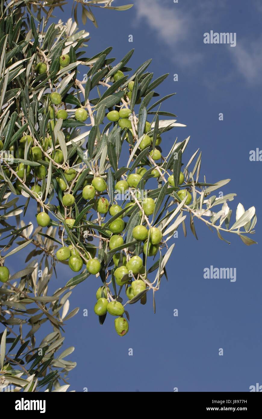 tree, flora, botany, branch, olive, olives, olive-tree, food, aliment, leaf Stock Photo - Alamy
