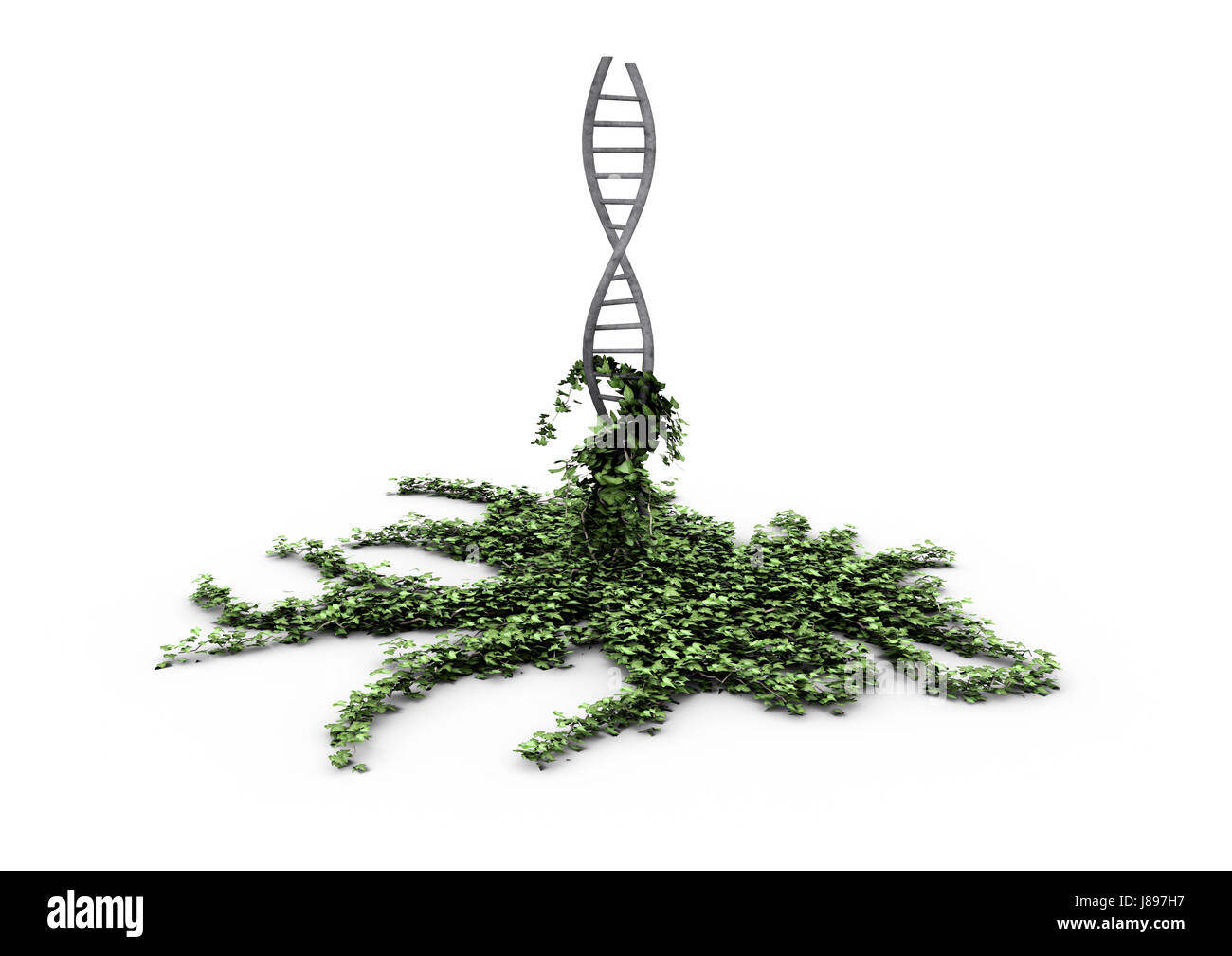 science, evolution, helix, leaf, science, branch, shape, evolution ...