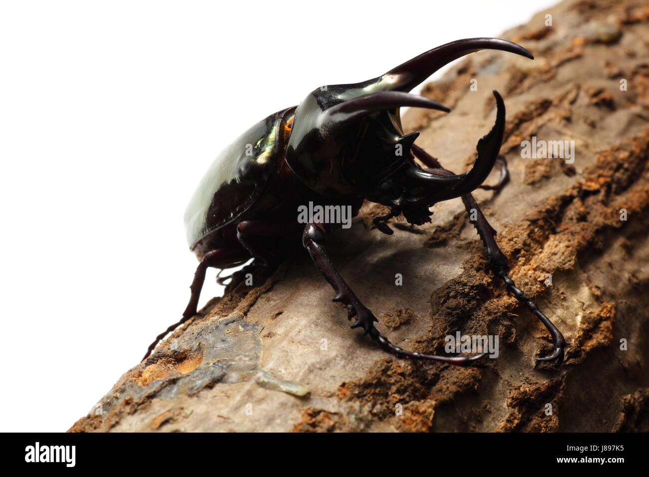 insect, asia, horn, beetle, wildlife, asian, atlas, map of the world ...