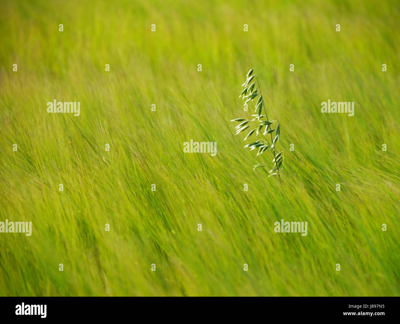 lone wolf, blade, outsider, oats, green, lone wolf, agriculture ...