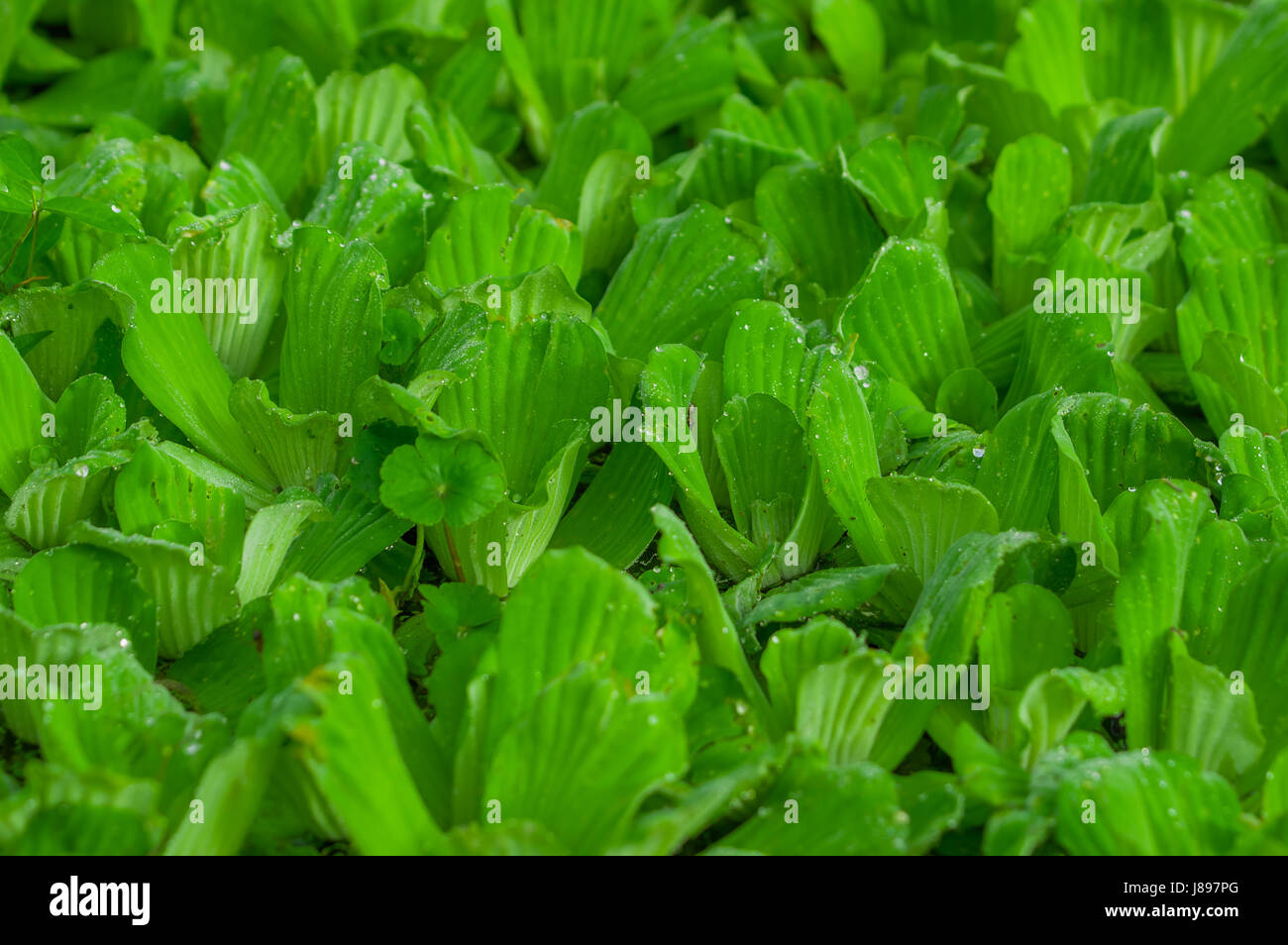 Aquatic floating plants in Limoncocha National Park in the Amazon ...