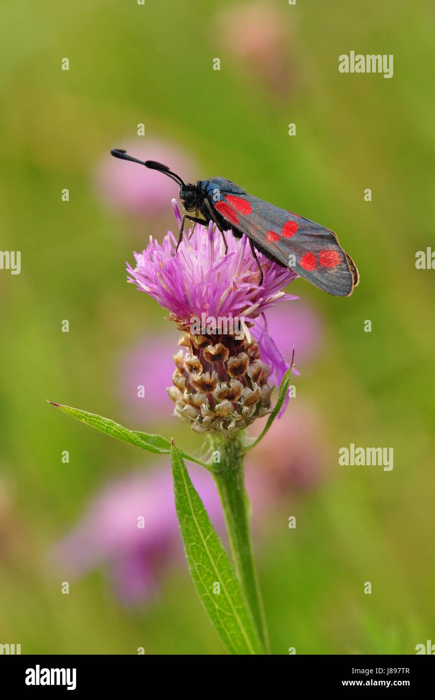 butterfly, moth, spotted, spot, spots, animal, insect, green, fauna ...