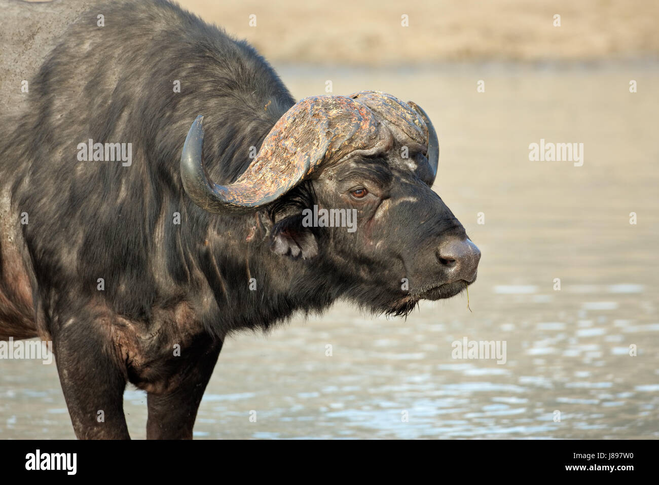 animal, mammal, africa, portrait, wildlife, African, cape, buffalo, big ...