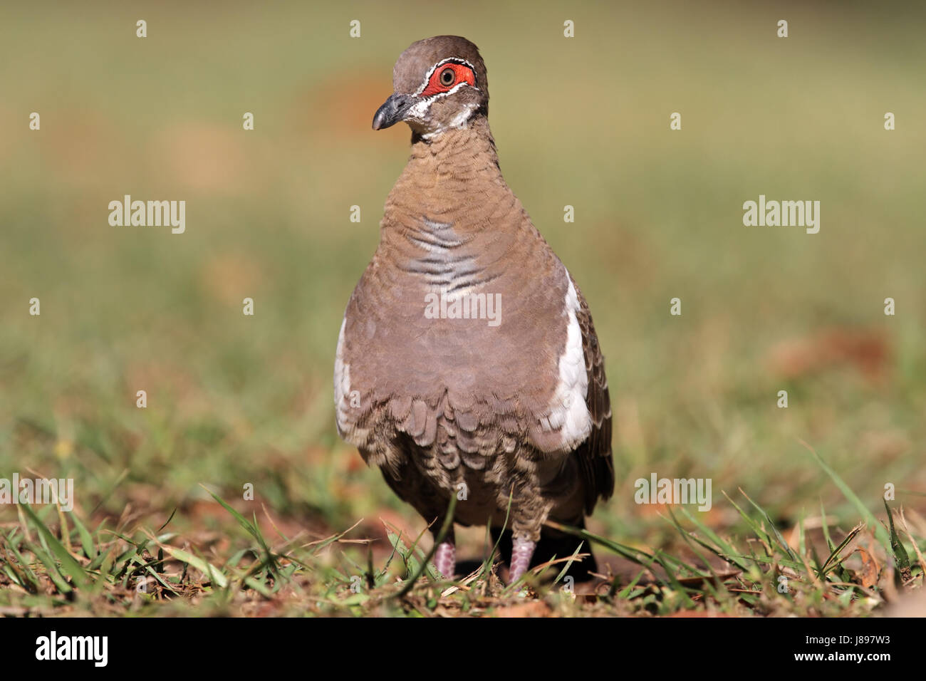 bird, australia, pigeon, partridge, australian, park, animal, bird ...