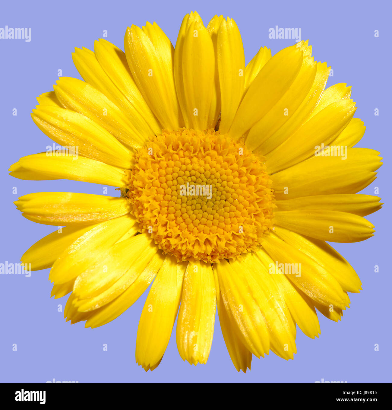 single, isolated, flower, plant, daisy, yellow, blue, detail, single ...