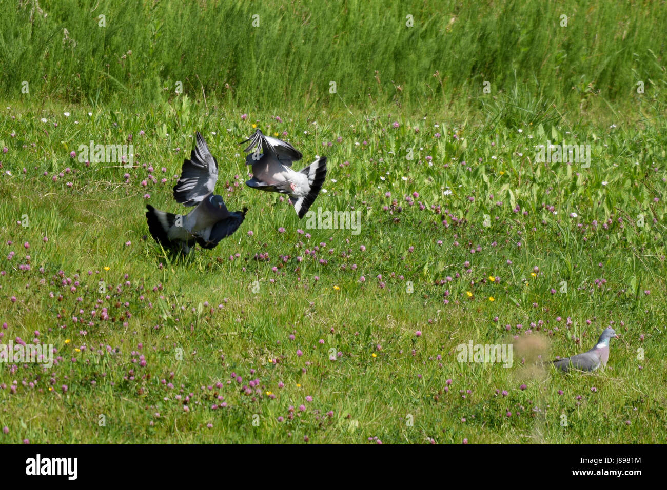 Two wood pigeons fighting on a grass meadow Stock Photo - Alamy