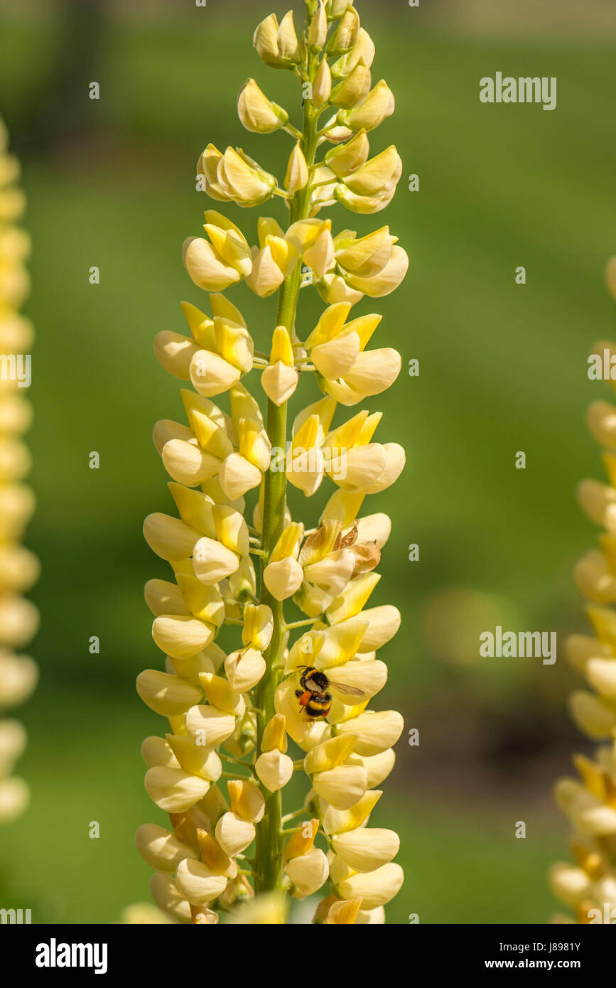 Nature In Harmony: Beautiful vivid yellow spike-like raceme buds of the ...