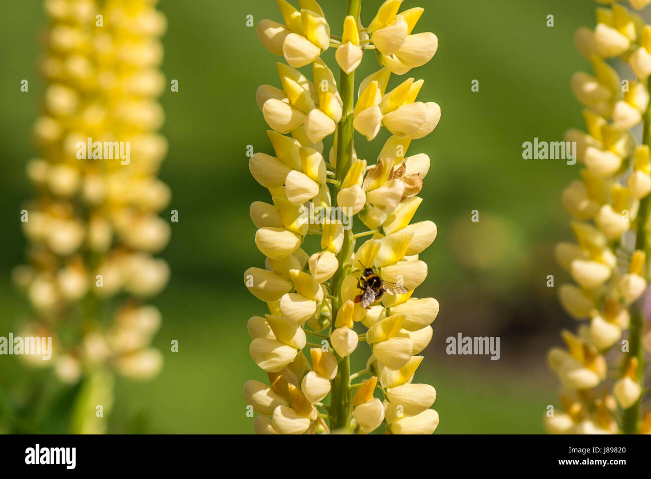 Nature In Harmony: Beautiful vivid yellow spike-like raceme buds of the ...