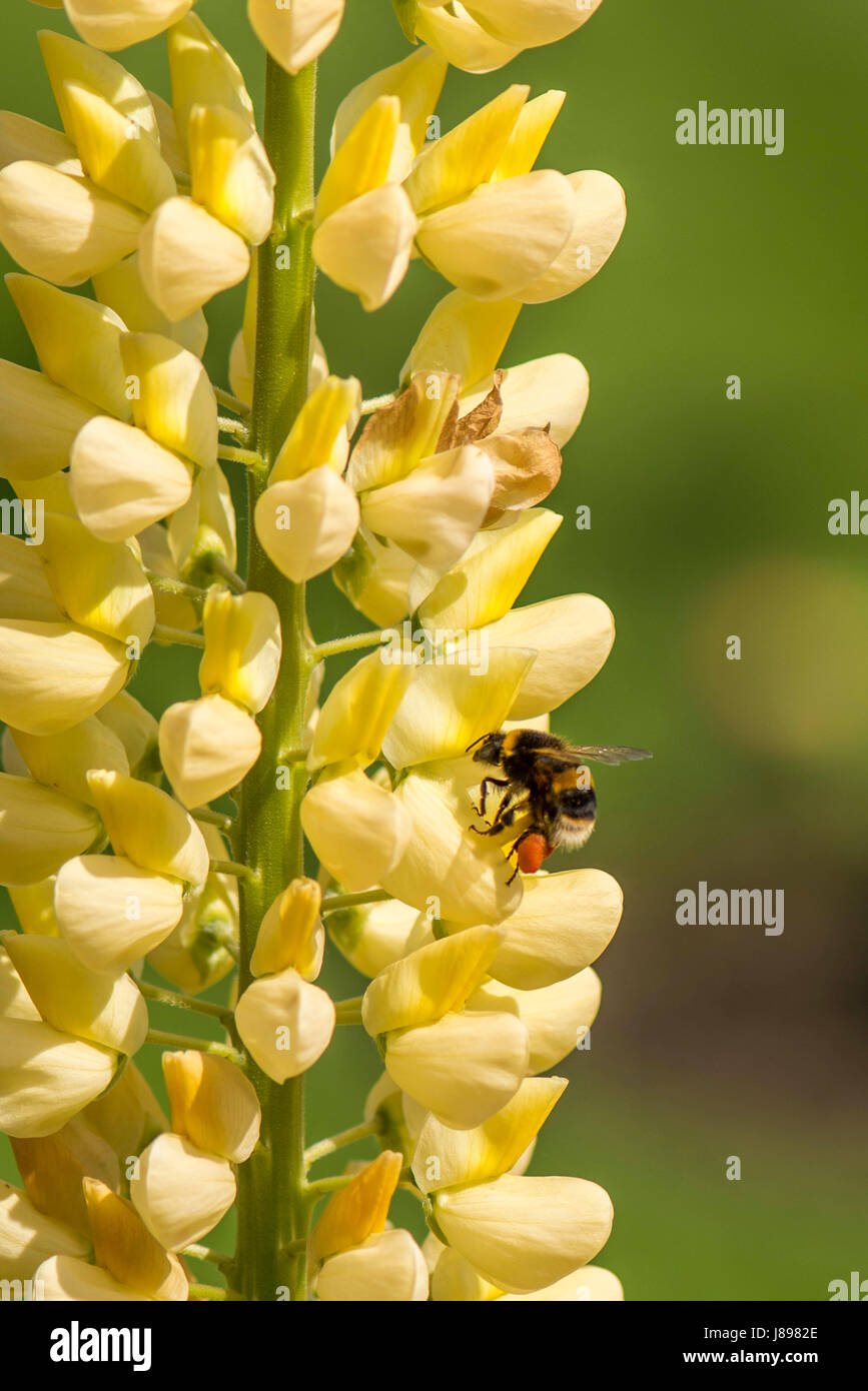 Nature In Harmony: Beautiful vivid yellow spike-like raceme buds of the ...