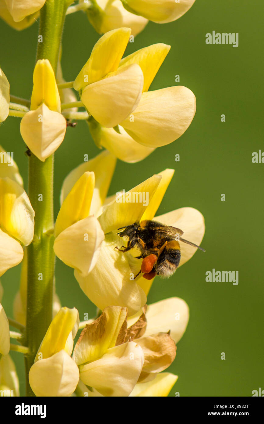 Nature In Harmony: Beautiful vivid yellow spike-like raceme buds of the ...