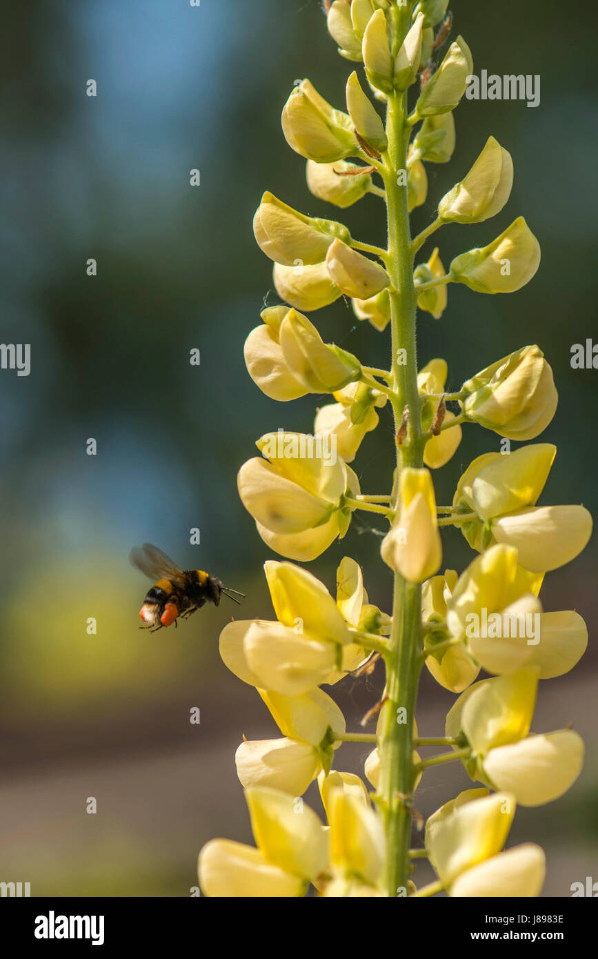 Nature In Harmony: Beautiful vivid yellow spike-like raceme buds of the ...