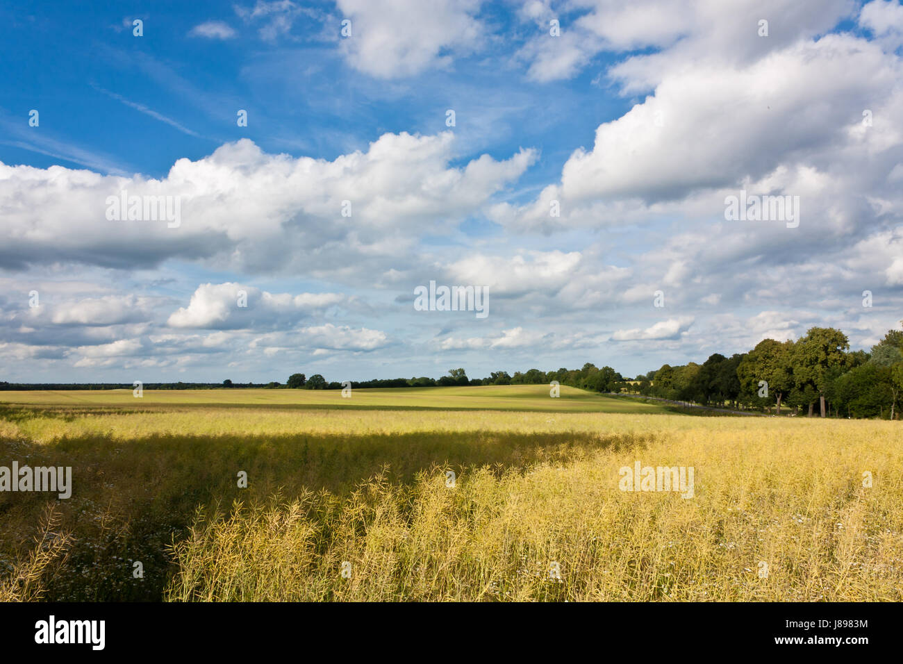 field in the countryside Stock Photo - Alamy