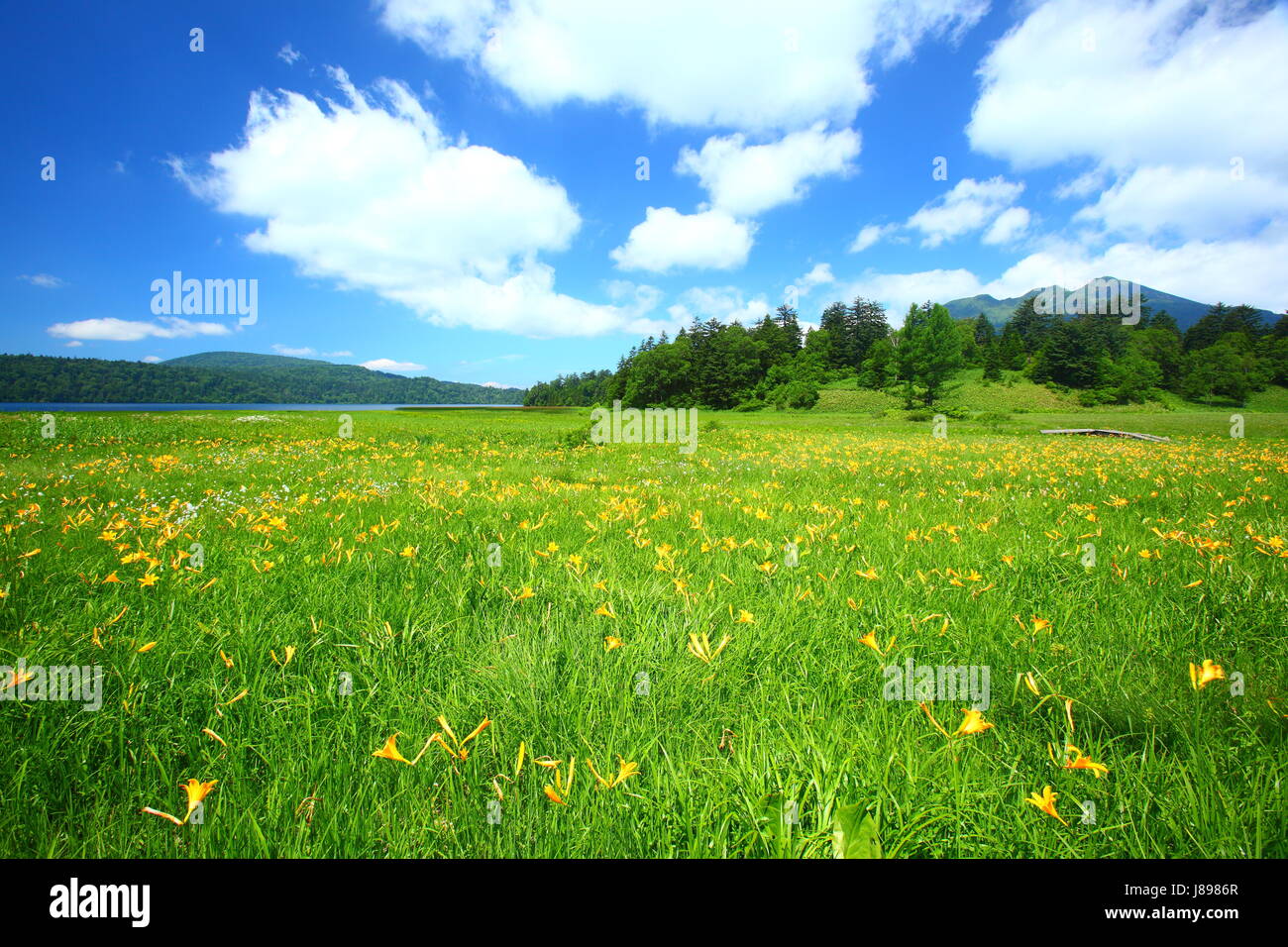 environment, enviroment, flower, plant, asia, sightseeing, ecology ...