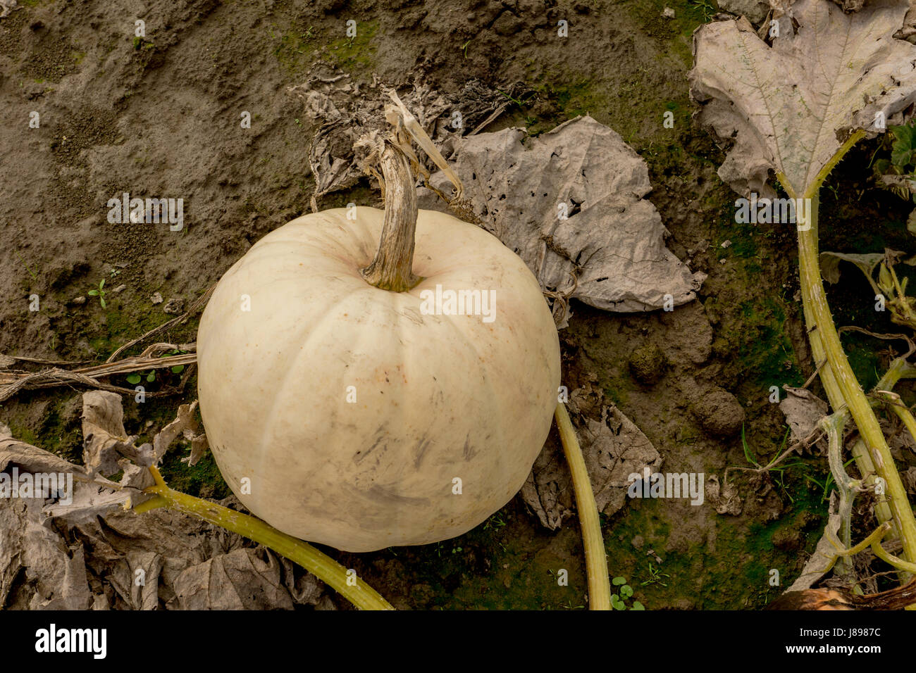 Albino pumpkins hi-res stock photography and images - Alamy