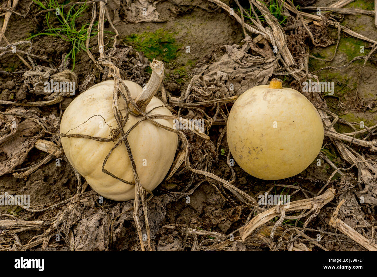Albino pumpkins hi-res stock photography and images - Alamy