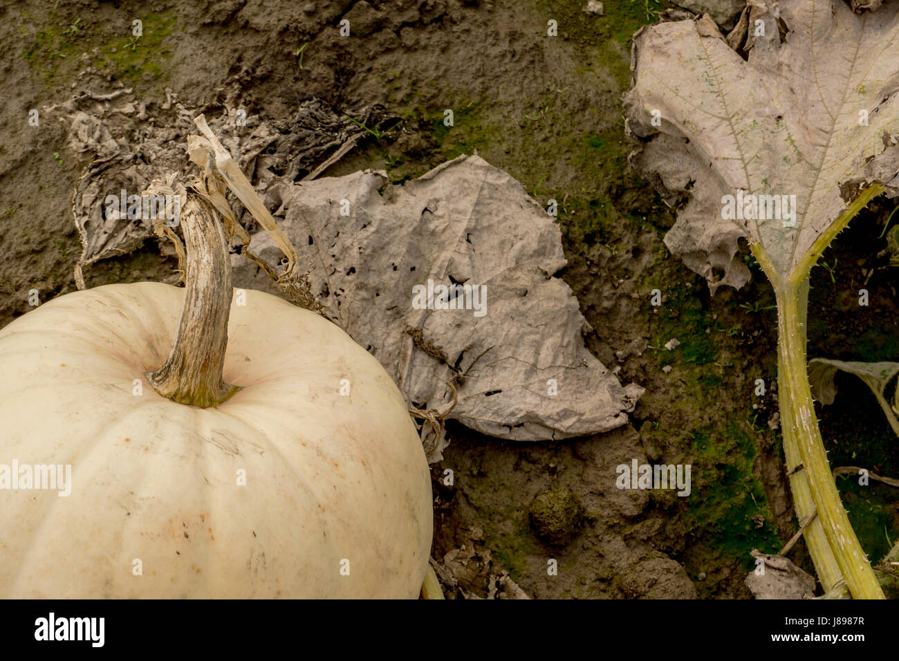 Albino pumpkins hi-res stock photography and images - Alamy
