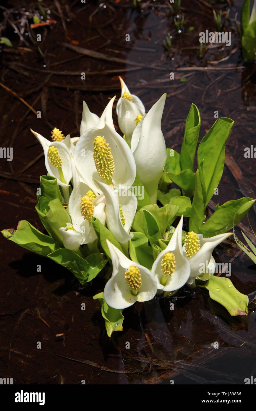 environment, enviroment, flower, plant, bloom, blossom, flourish ...