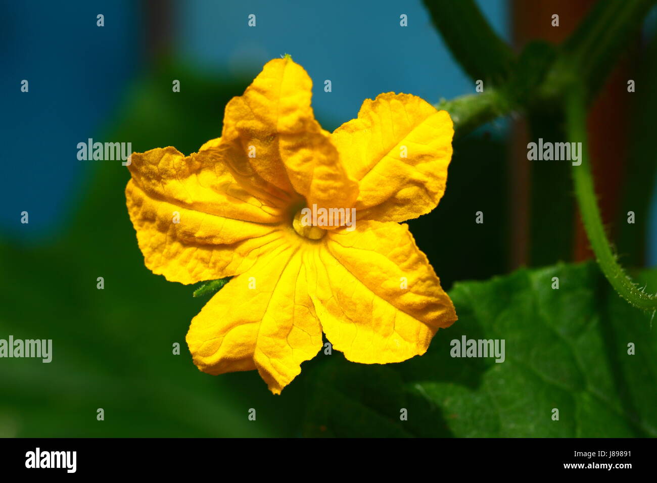 closeup, flower, plant, bloom, blossom, flourish, flourishing, cucumber ...