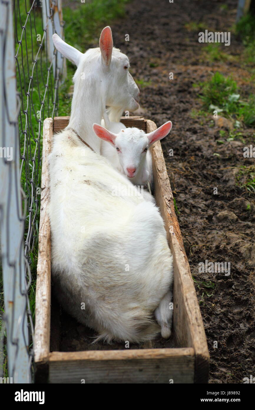 animal, asia, goat, farm, cub, baby, love, in love, fell in love ...