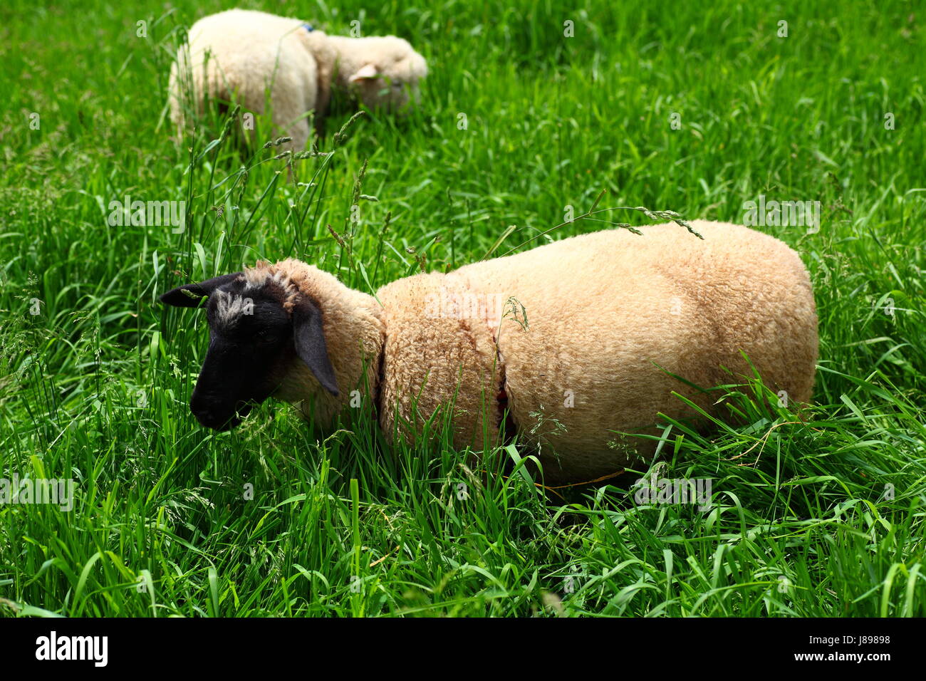 animal, asia, sheep, farm, meadow, lamb, animal, mammal, asia ...