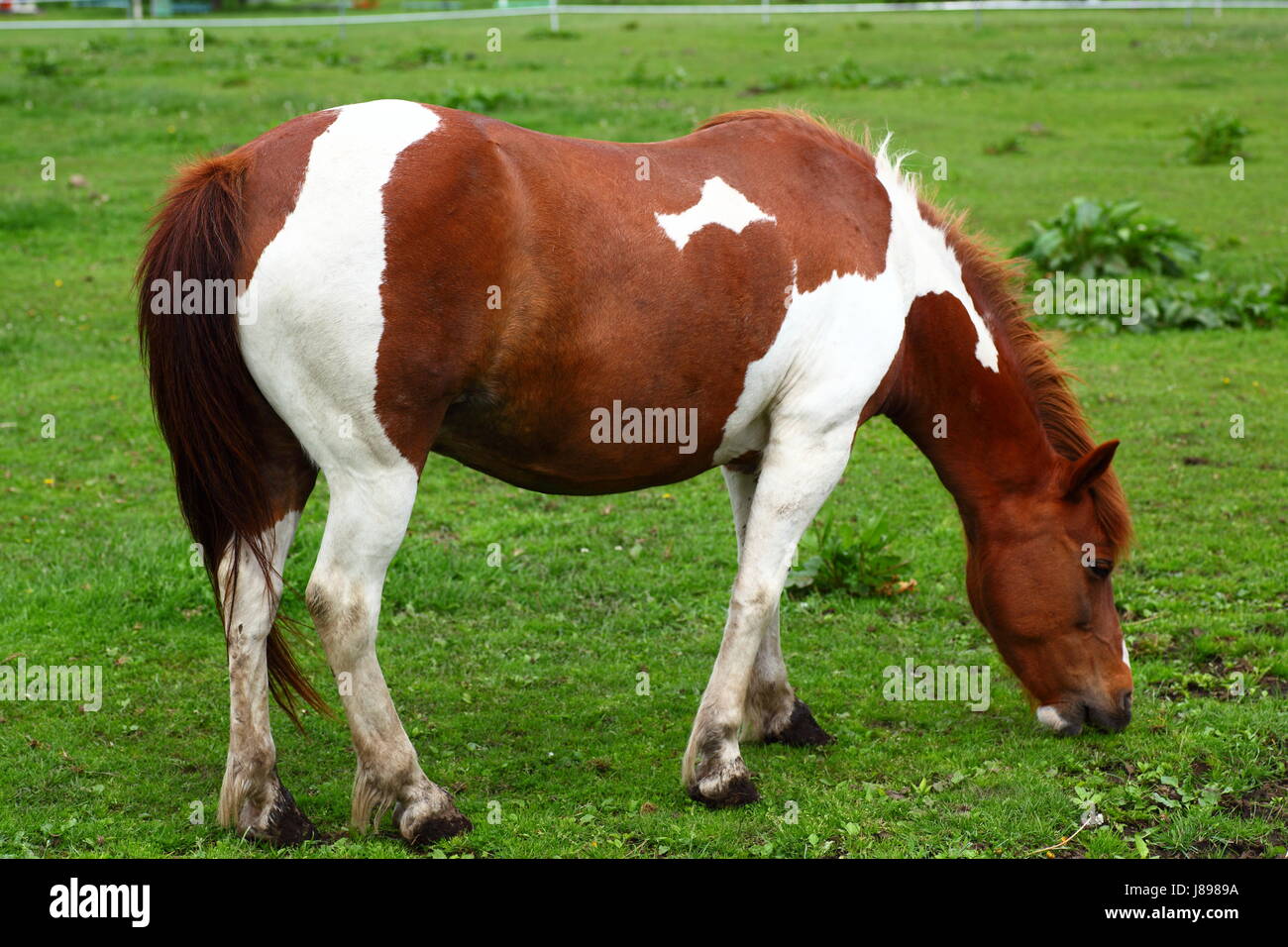 horse, animal, asia, farm, meadow, horse, animal, mammal, asia ...
