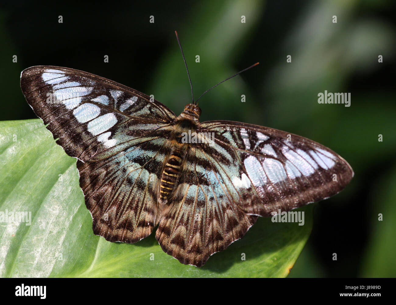 Clipper species butterfly found hi-res stock photography and images - Alamy