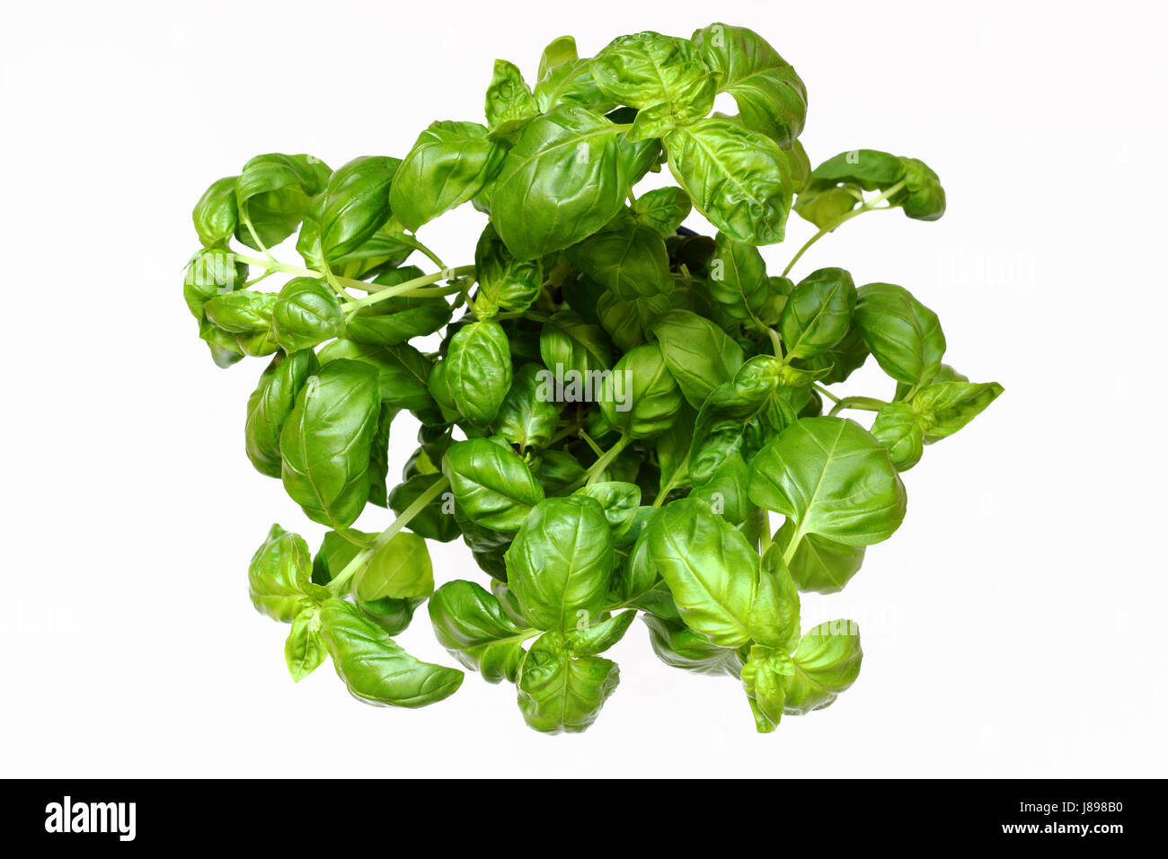 basil from above Stock Photo - Alamy