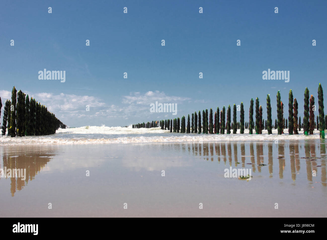 production, plantation, mussel, salt water, sea, ocean, water, plant ...