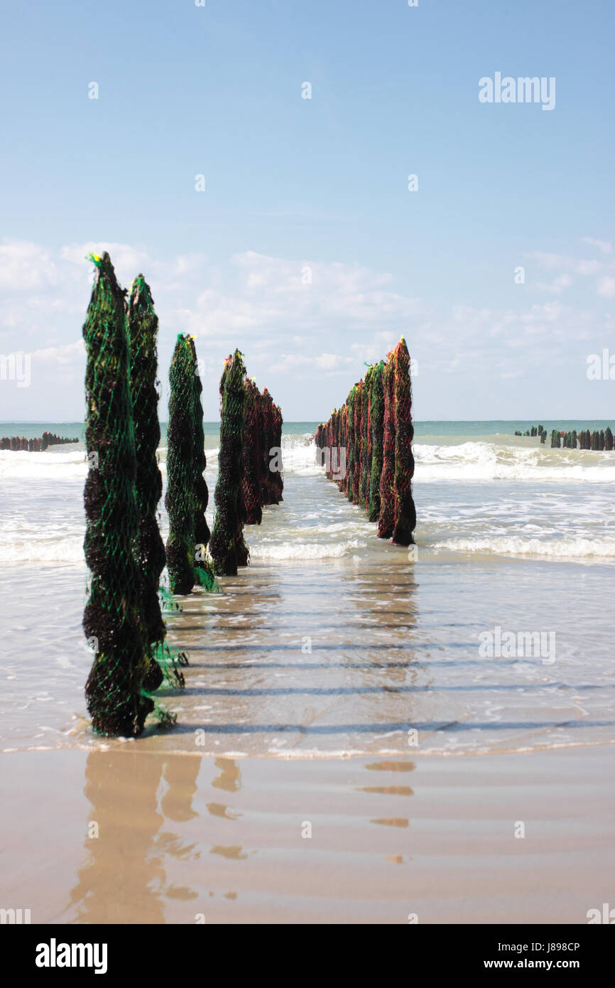 production, plantation, mussel, salt water, sea, ocean, water, plant ...